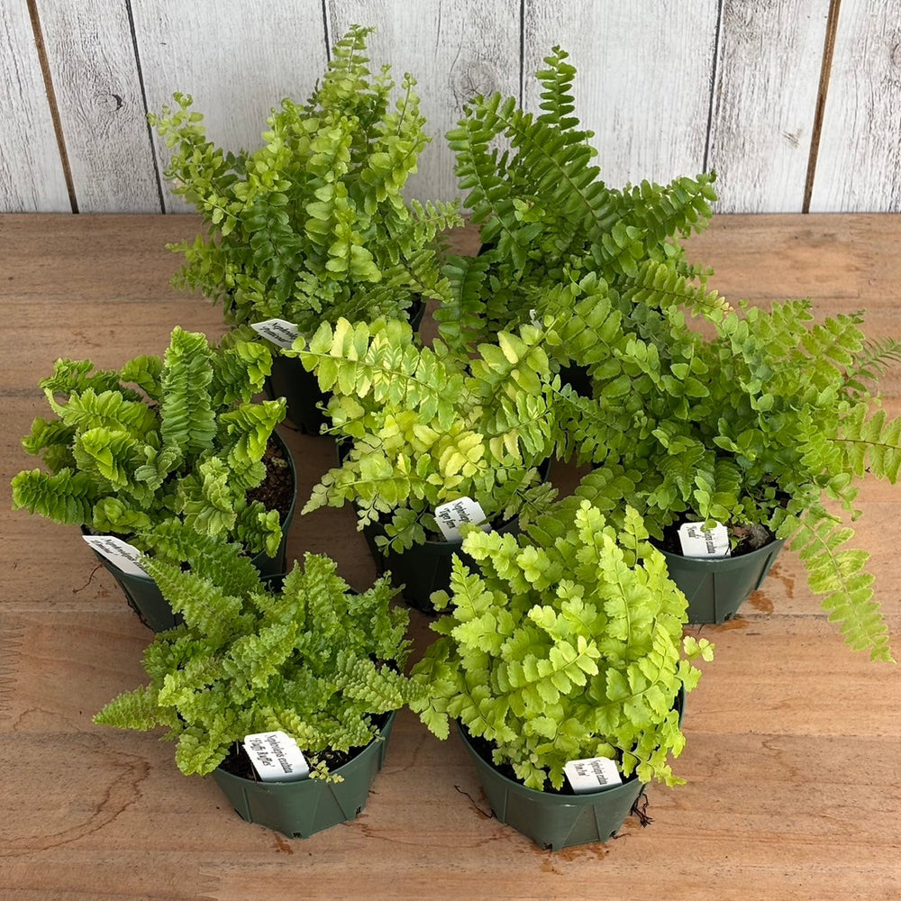 特集一覧 | KUROKO